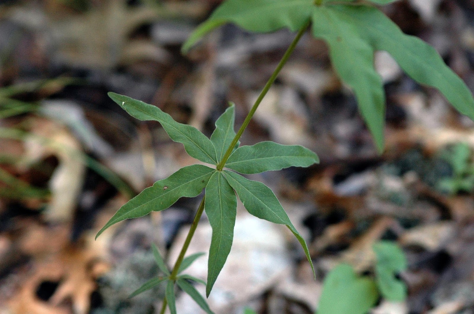 Field Biology in Southeastern Ohio: Mothapalooza-A Success