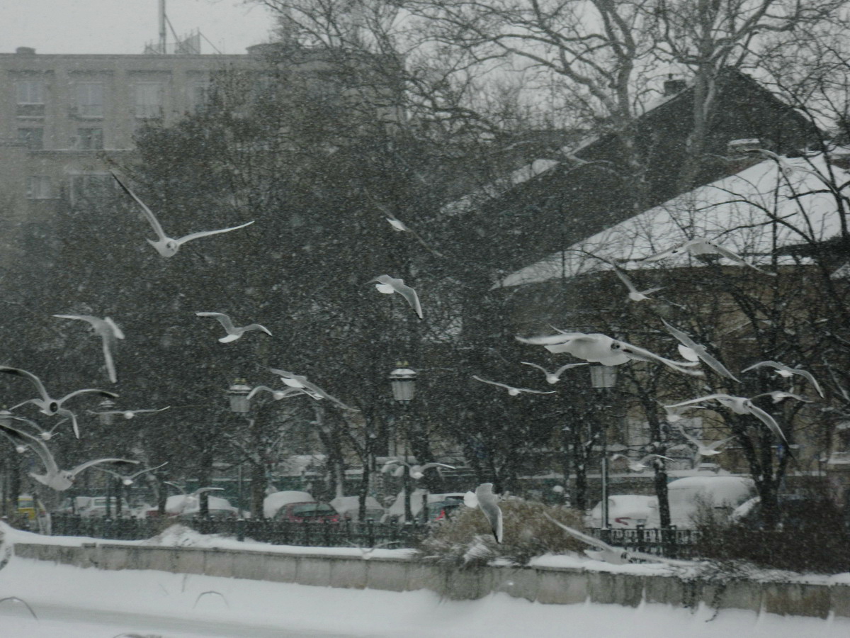 LA MULTI ANI, ROMANIA!: Pasari la raul inghetat