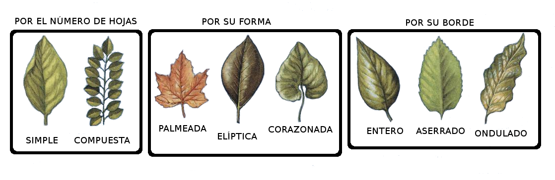 Clasificacion de las hojas simples y compuestas - Imagui