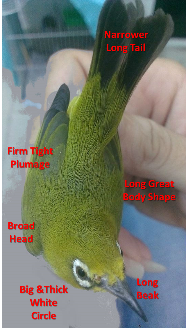 Mata Puteh : Tips Choosing Male Puteh Bird Guides