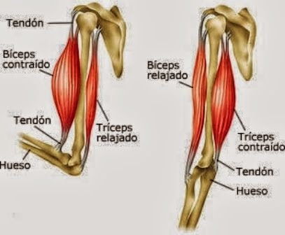 A punta de bisturí: Reparación del tendón o tenoplastia