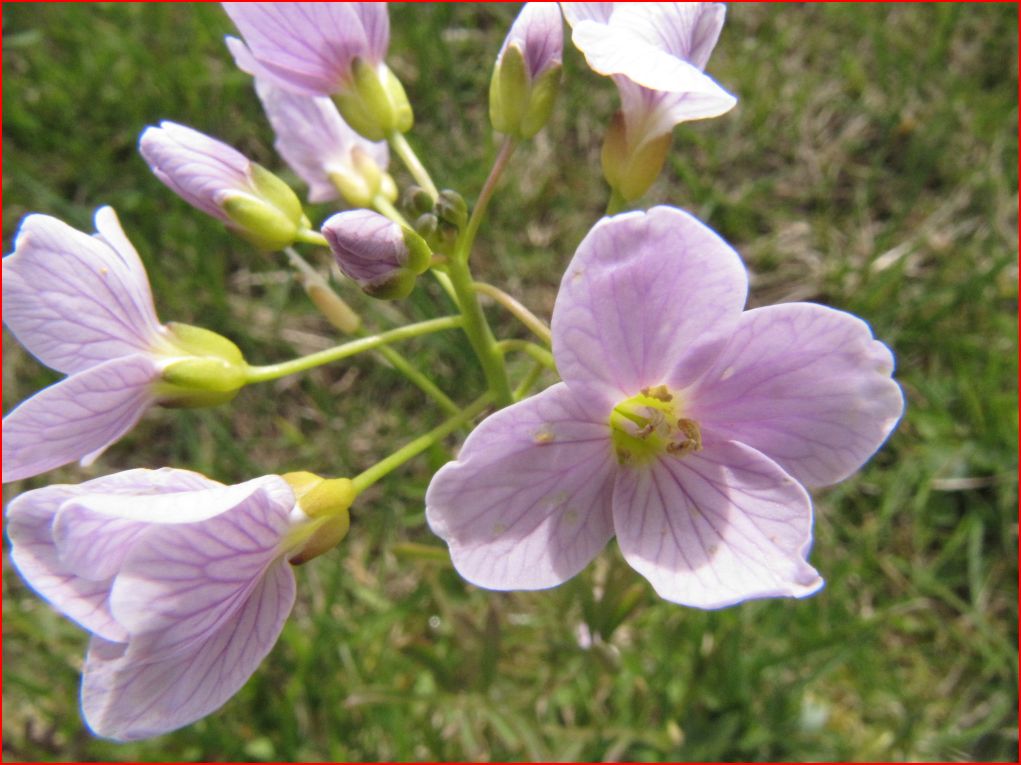 Islay Natural History Trust: Lady's Smock or Cuckoo Flower (Cardamine ...