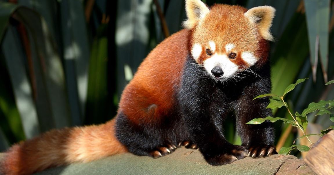 El panda rojo, un curioso mamífero en peligro de extinción - Biología