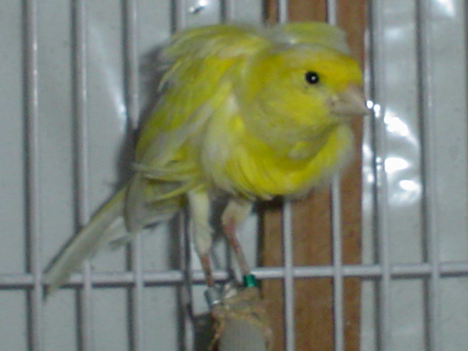 LOS CANARIOS DE POSTURA: Canarios Rizados (2)