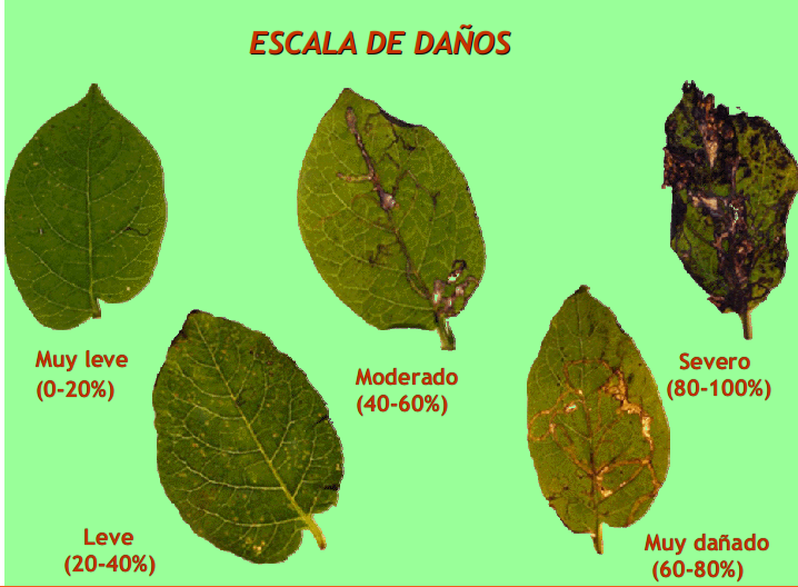 “mosca minadora de la hoja" Liriomyza huidobrensis