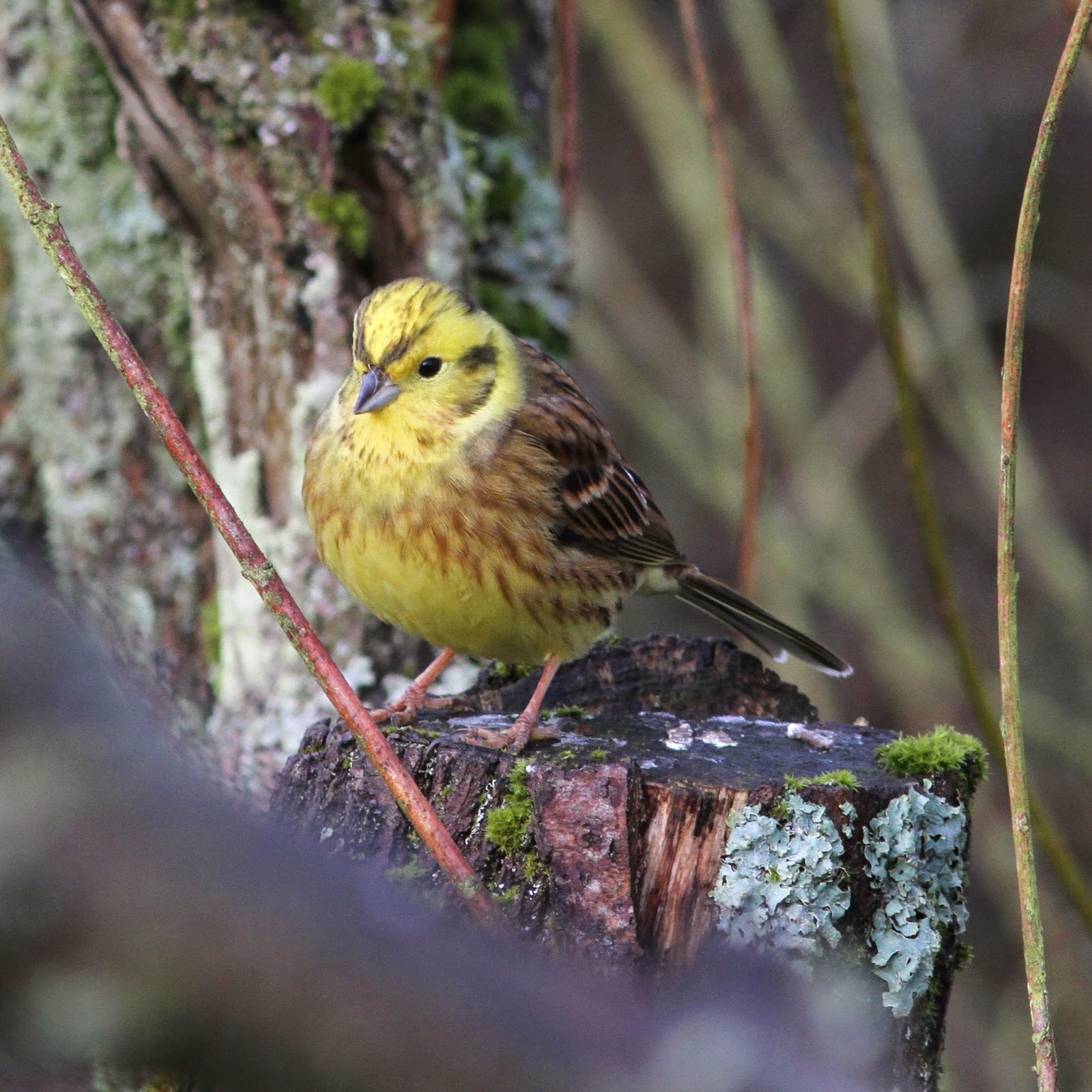 TrogTrogBlog: Bird of the week - Yellowhammer