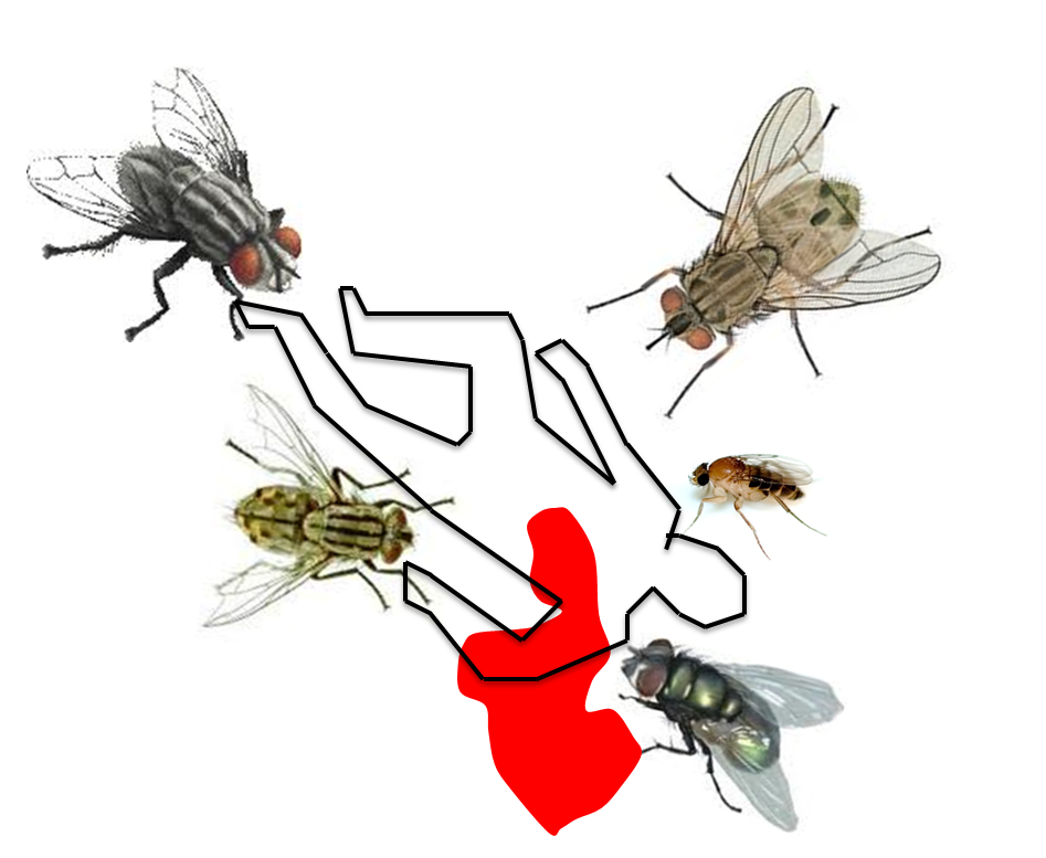 SERVICIO COMUNITARIO EN ENTOMOLOGIA FORENSE: Importancia de los ...