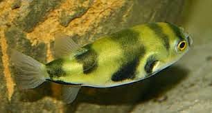 Ikan Buntal Tetraodontidae (Puffer Fishes)