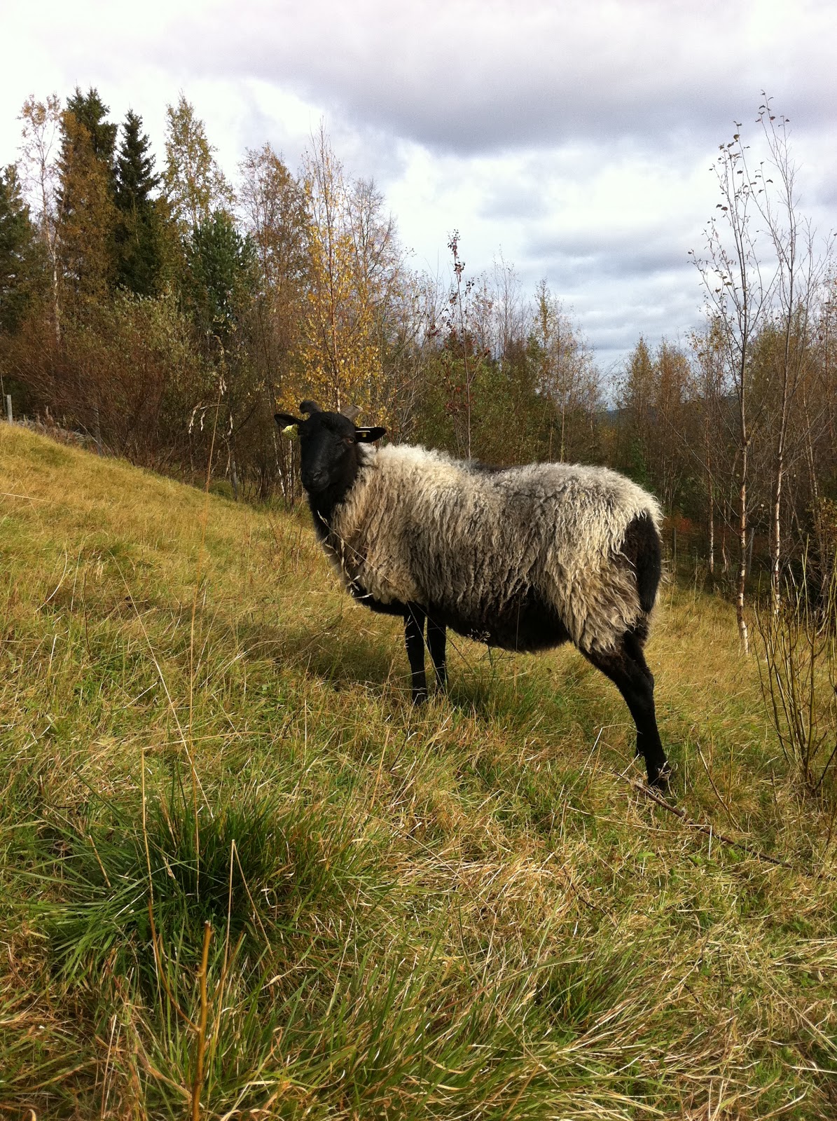 Lykkesau - Om sau, ull og livskvalitet: Sauegalleri