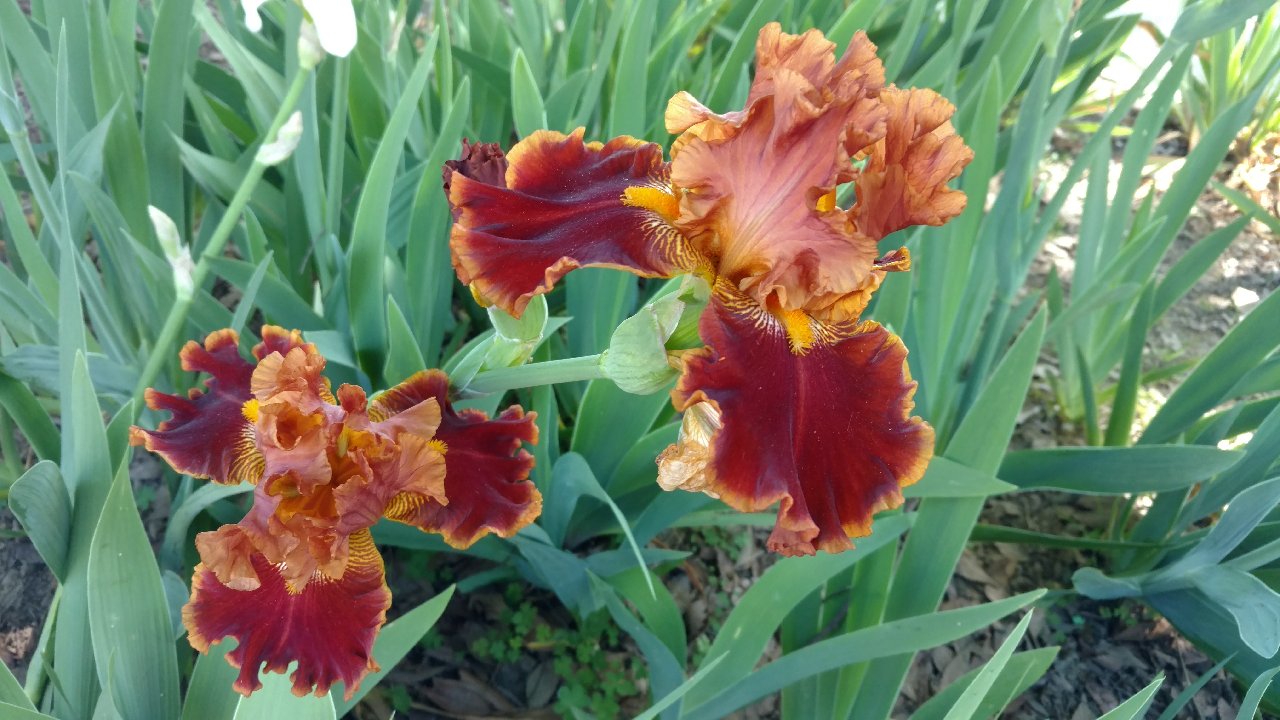 See rainbow of irises at this Sacramento show