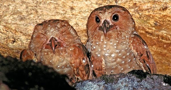 Recorrido por mi Colombia: El ave guácharo