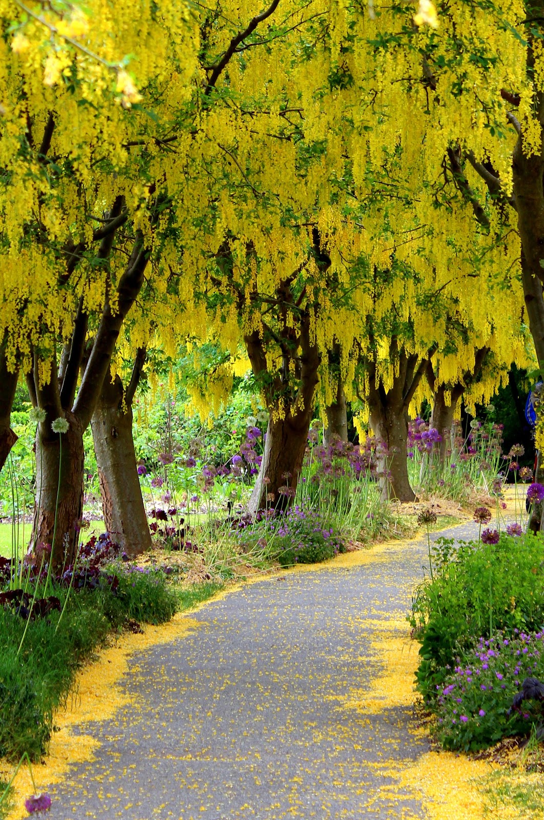 Golden Chain Tree Fruit