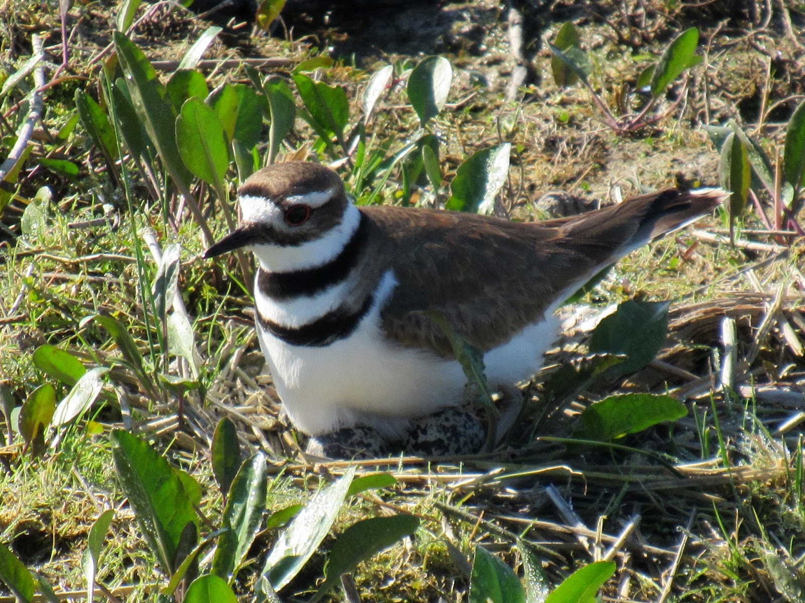 Nesting Killdeer