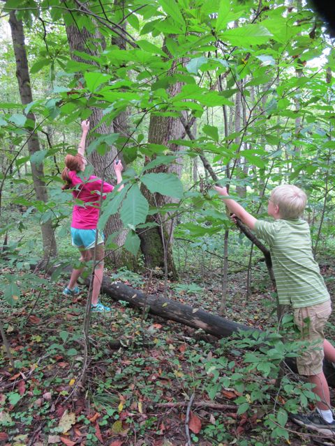 Julie Zickefoose on Blogspot: Pickin' Up Paw Paws