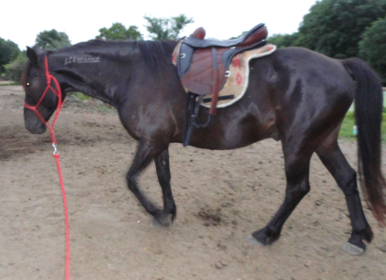 Mustang Dreams....: I got a treeless saddle!