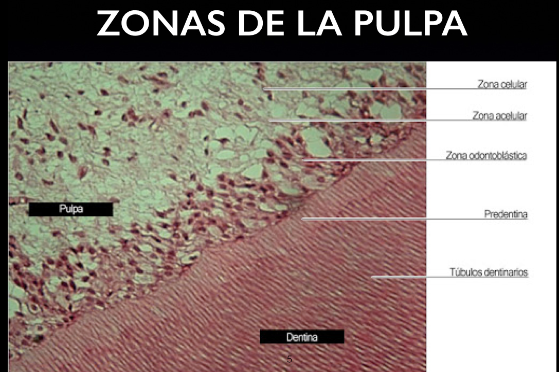 Generalidades sobre la Pulpa Dental