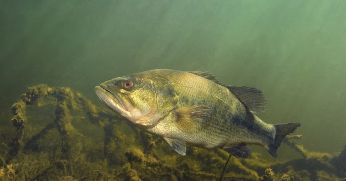 Engbretson Underwater Photography: Do Fish Have Individual Personalities?