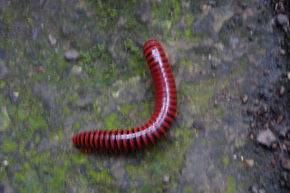 Tony and Laura Lewry