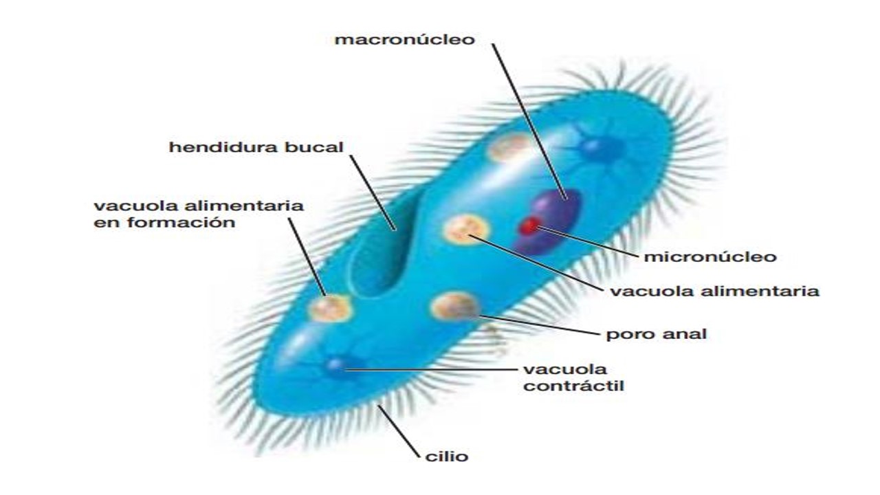 VI- REINO PROTISTA ~ Apuntes sobre el estudio de la Diversidad Biológica