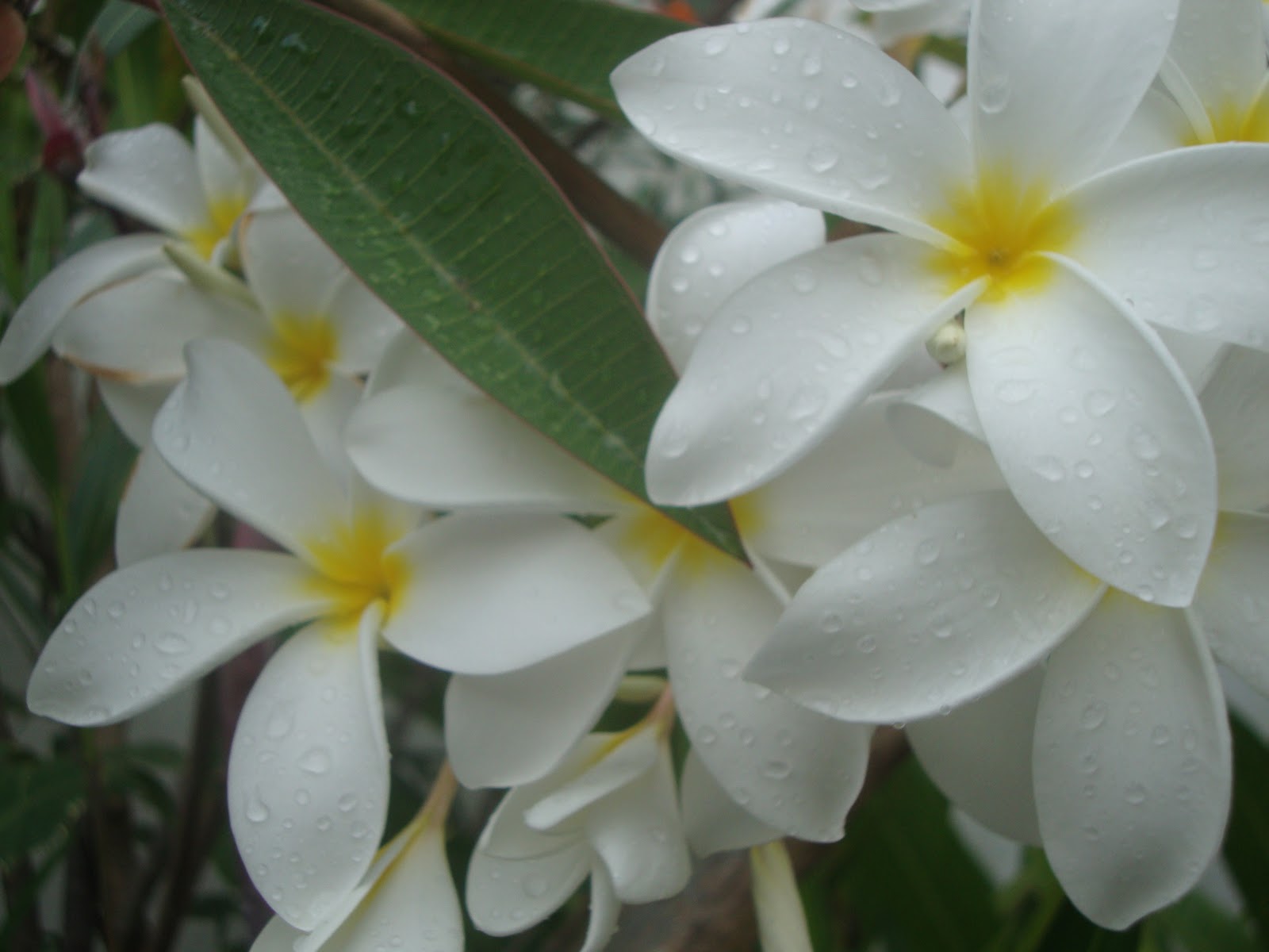 Verde Original: Jasmim-manga