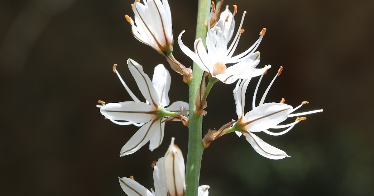 Asphodelus macrocarpus | Wild flowers of Europe by Anita Beijer
