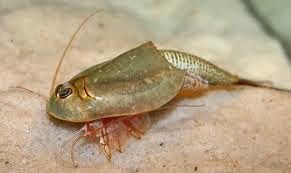 Finatics Tropical Fish : What are Triops? Prehistoric Pets!