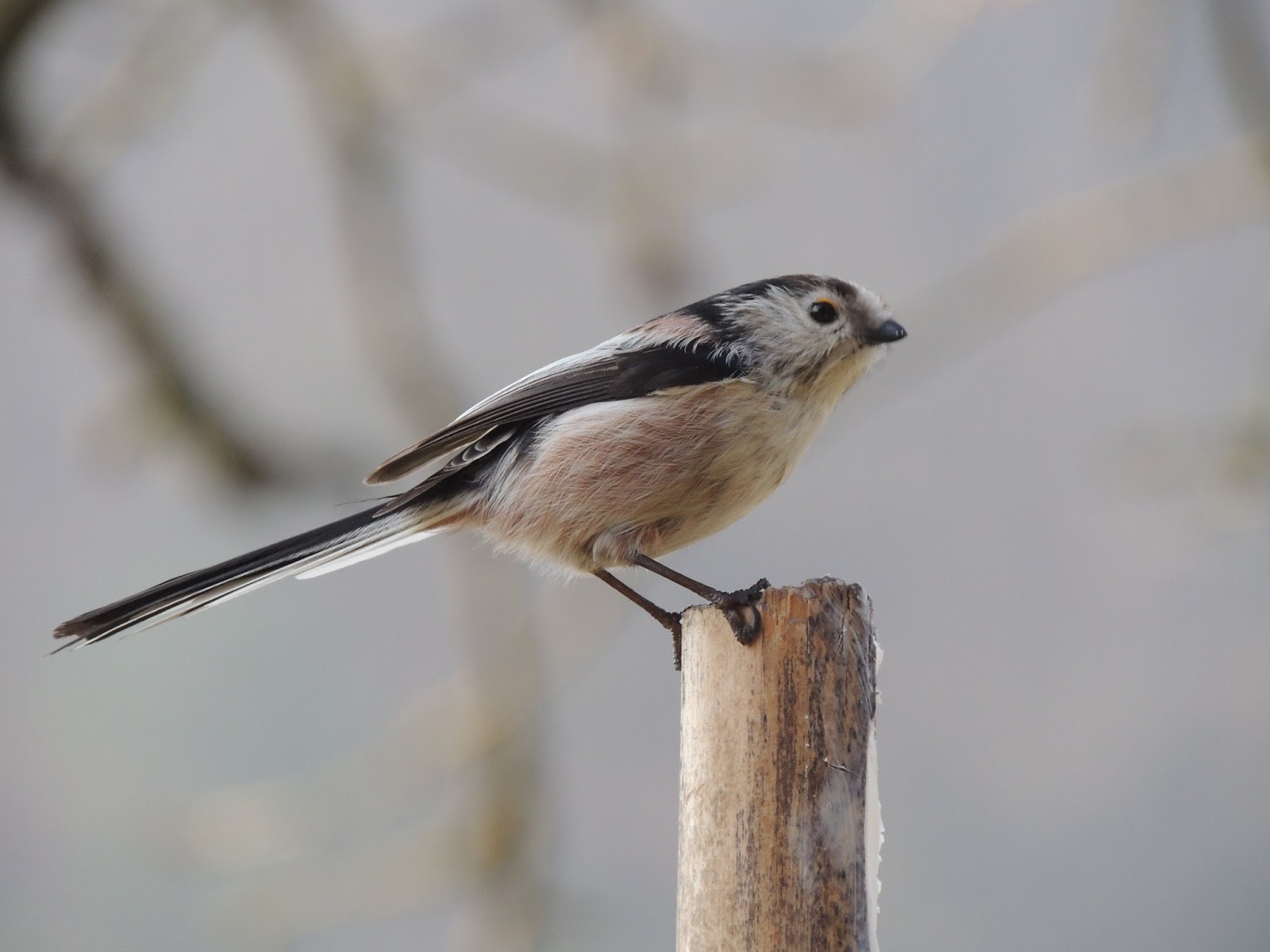 FELIPECHE VIDEO: Les longues queues sont revenues