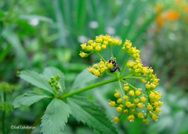 clay and limestone: Wildflower Wednesday: Golden Alexander