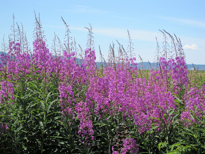 Pieceful Afternoon: Fireweed!