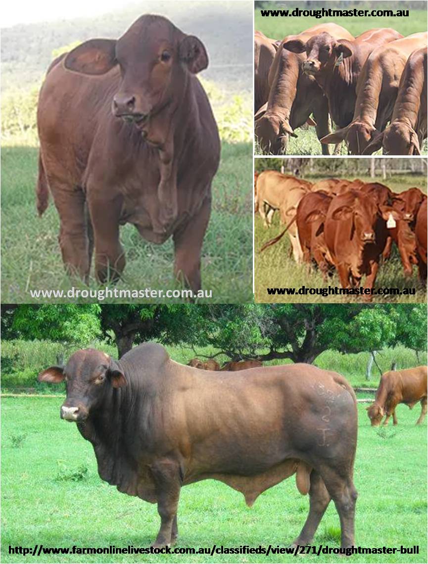 PEMILIHAN SAPI FEEDLOT