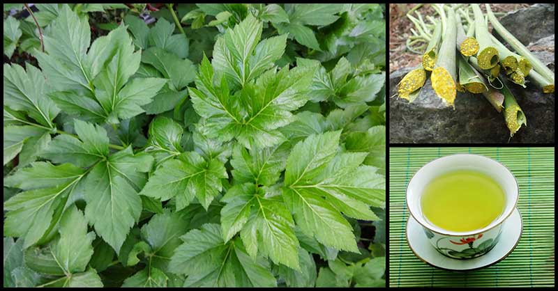Ashitaba Tea Is One Of The Keys To Living Healthy | Dr Farrah MD