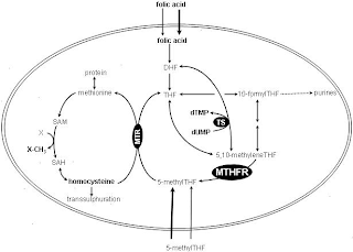 Discombobula: Undermethylation and Overmethylation - the Rollercoaster Ride