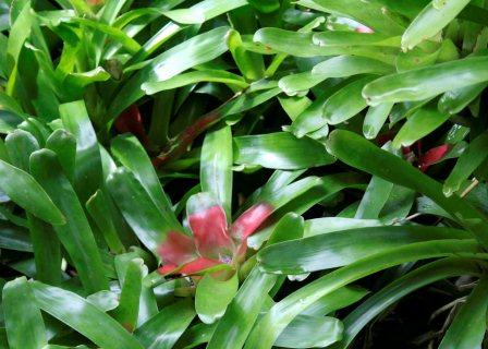 Bromelia sp | Pustaka Flora | Database Tanaman Landscape