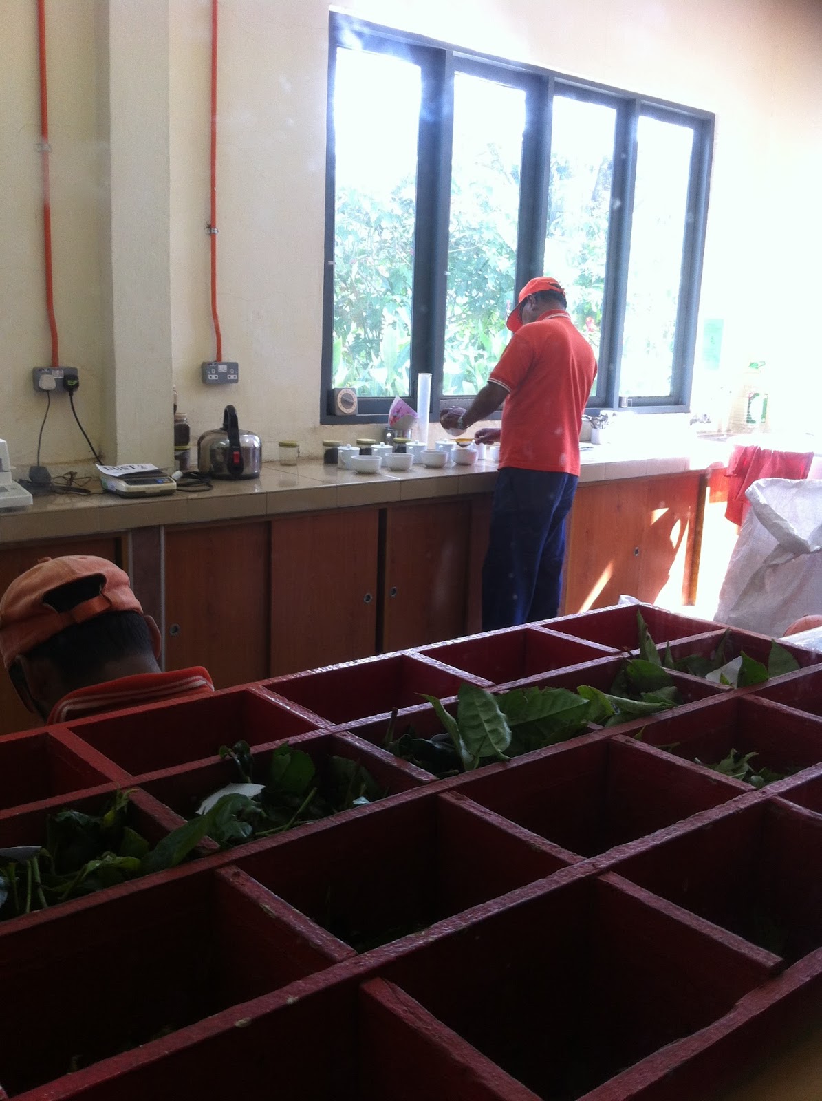 Ersatz Expat: Tea from the Cameron Highlands