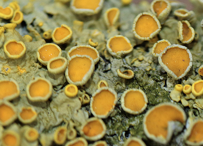 Panoptikum interessanter Dinge und Begebenheiten: Flechten ...