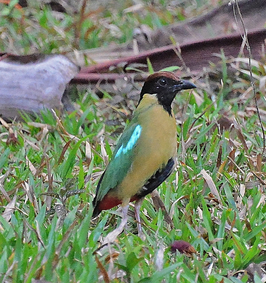 BunyipCo: April 2013