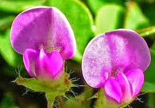 Herbal plants of Sri Lanka: Heen undupialli(Desmodium triflorum)