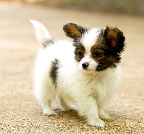Cute Puppies Breeds Pictures