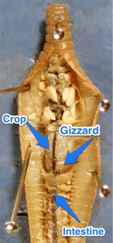 Biology 11: Worm Dissection