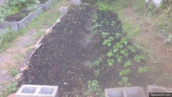 Soil & State: Vegetable garden animated GIFs!