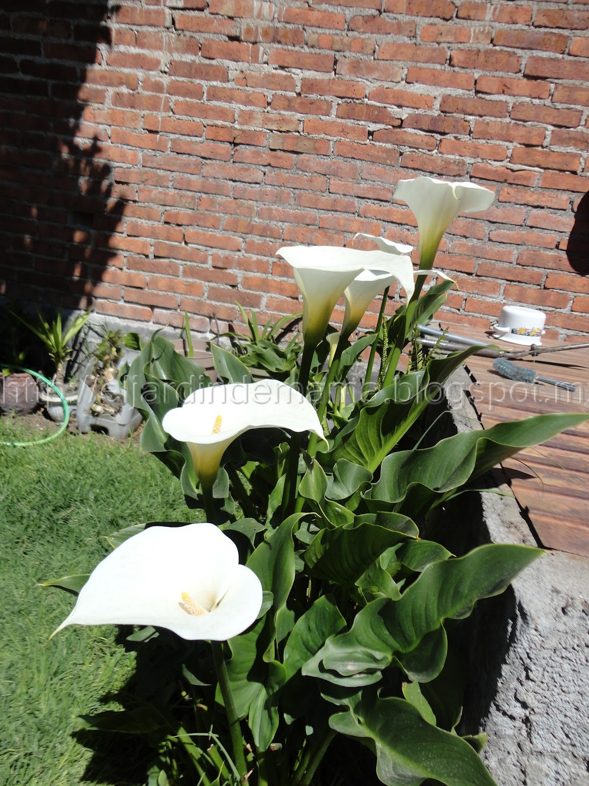 El jardin de Mamá