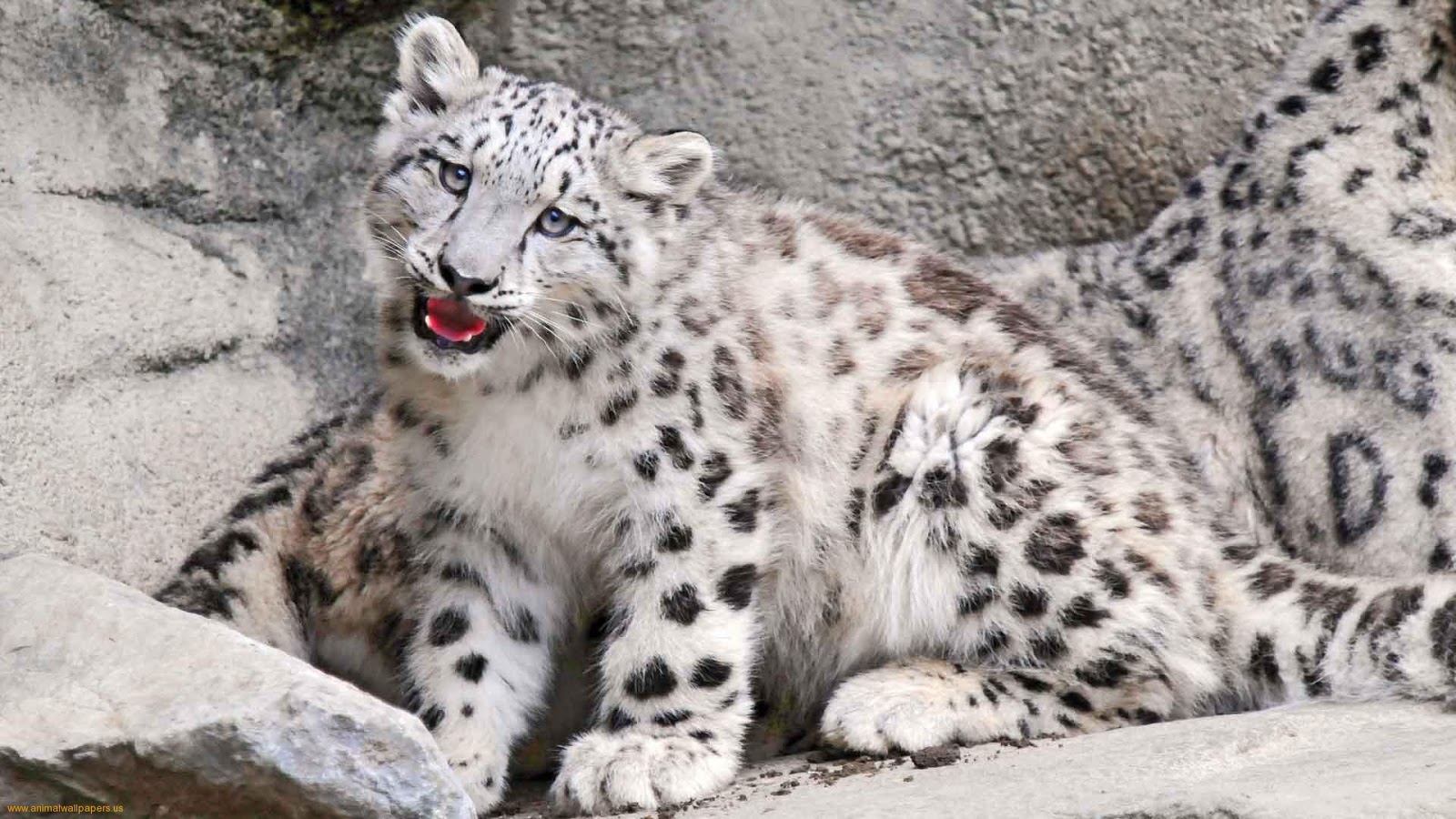 My Wallpaper Collection: Beautiful Snow Leopards (Part-2)