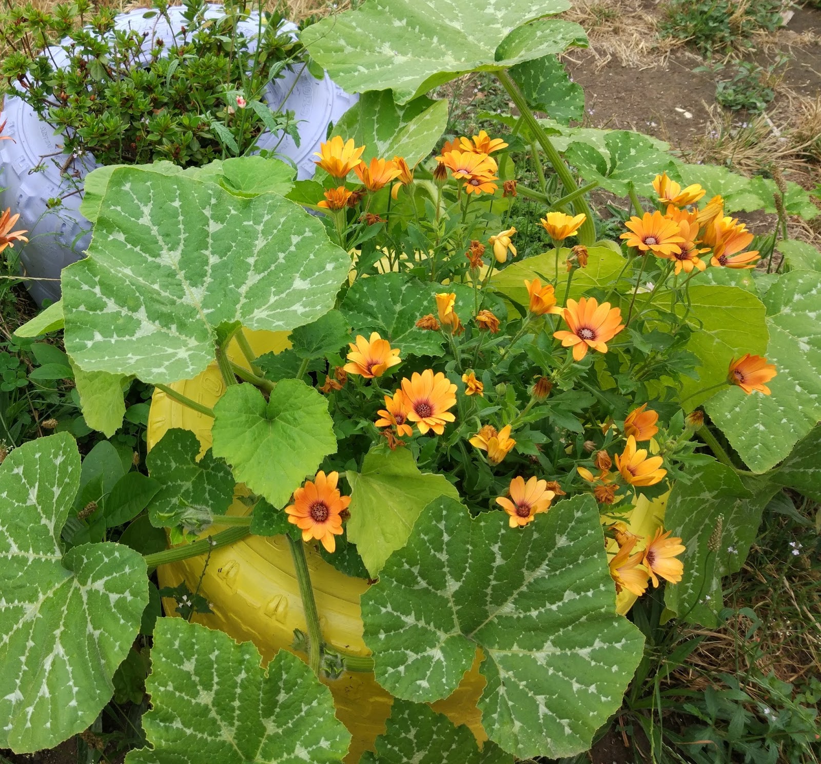 ECO CLUBE - Escola Básica de Alfena: Afinal a aboboreira deu abóboras