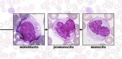 fichero de Hematologia