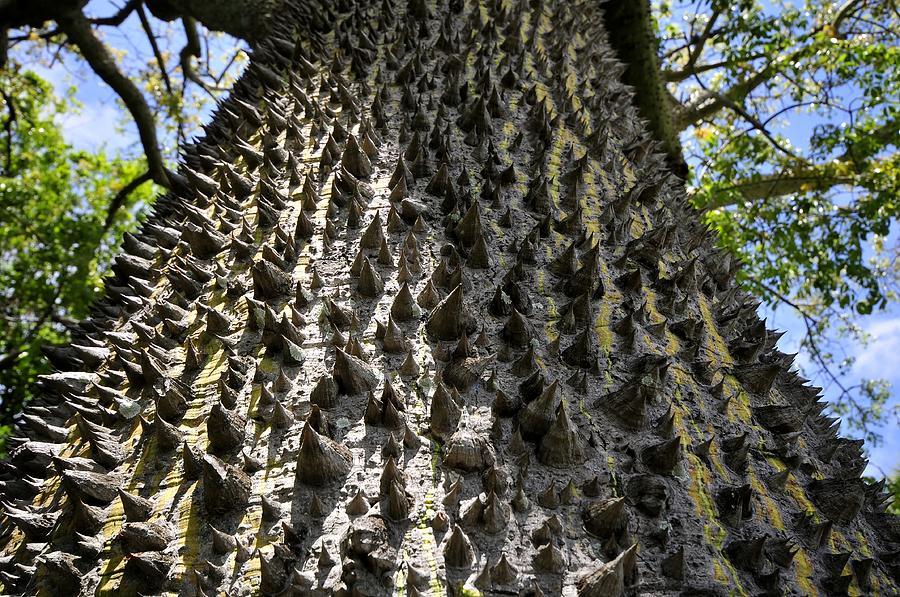 Angostillo, Veracruz, México: Árbol de pochota, pochote o ceiba (Ceiba ...