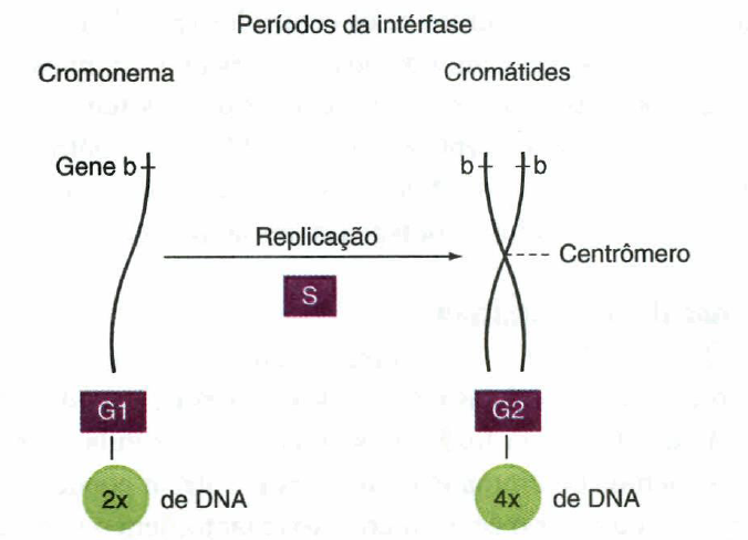 Períodos da intérfase