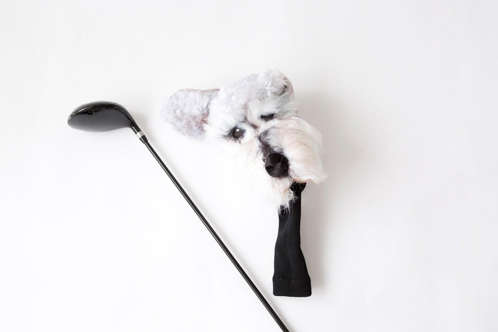 Custom Golf headcovers and puppets : Golf dog - Schnauzer portrait ...