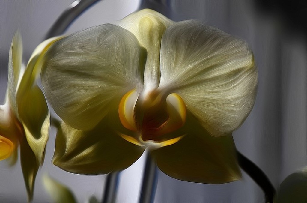 ps-pictureshop: Orchideen, orgideë, orchids, Orhideje, Орхидеи