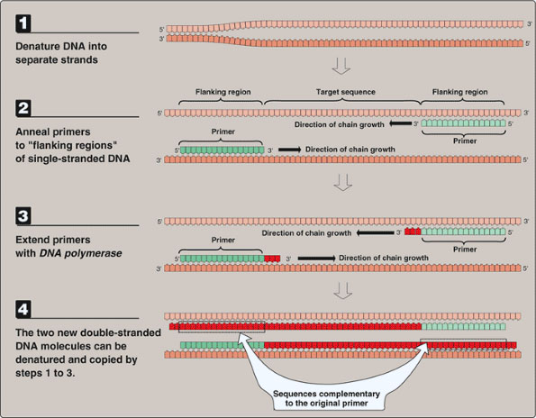 Polymerase chain reaction - PCR