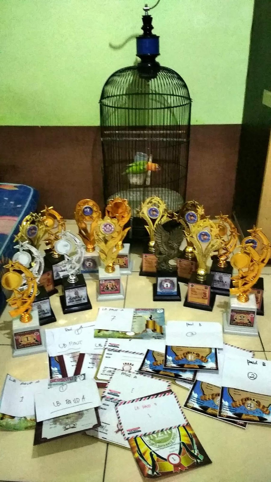 Lovebird paud PELO milik Om apry Andi Batam di usia nya baru 3.5 bulan ...